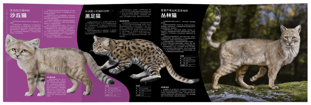 全球十大名猫排名