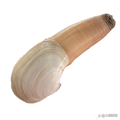 象拔蚌是啥东西截图