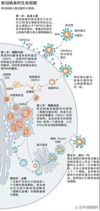 病毒感染是什么病毒图标