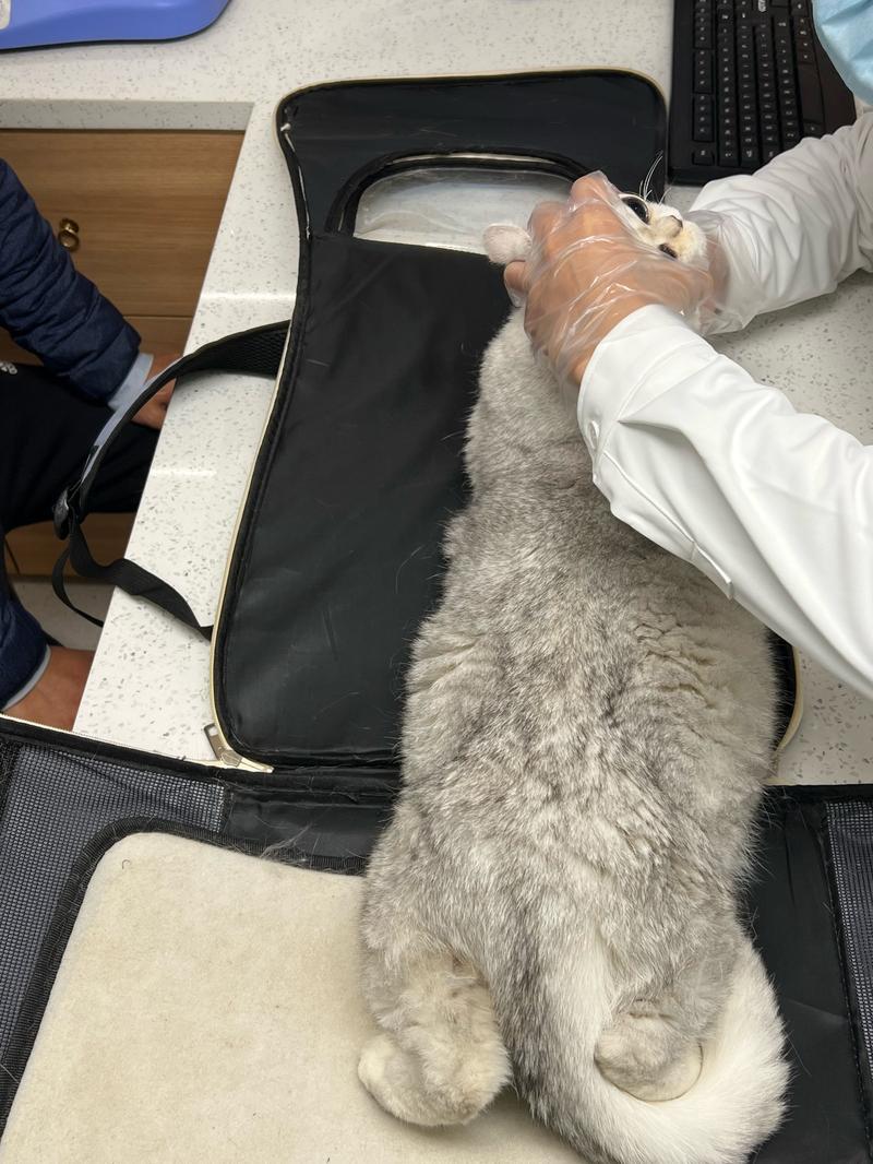 猫可以过安检机吗图标