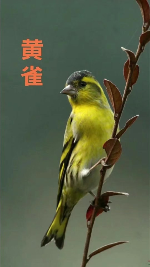 北方黄鸟叫声视频图标