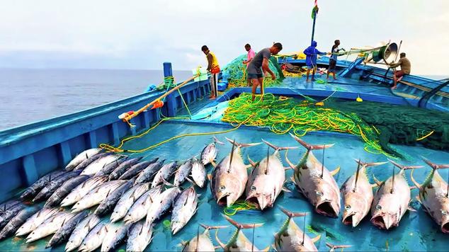 捕鱼视频大全赶海捕鱼图标