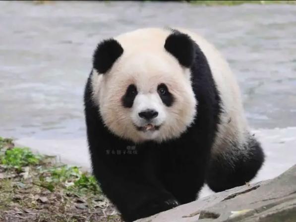 爱猪猪网页图标