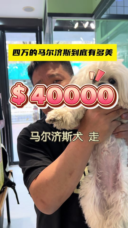 马尔济斯犬纯种多少钱一只图标