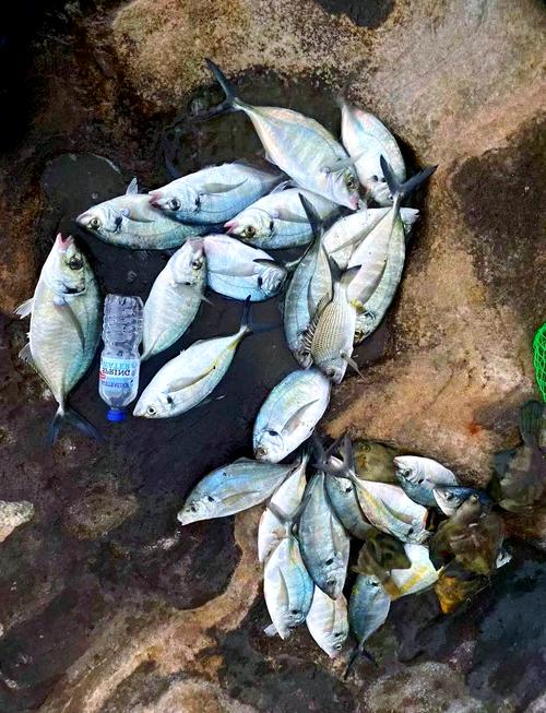 漳州矶钓位置图标