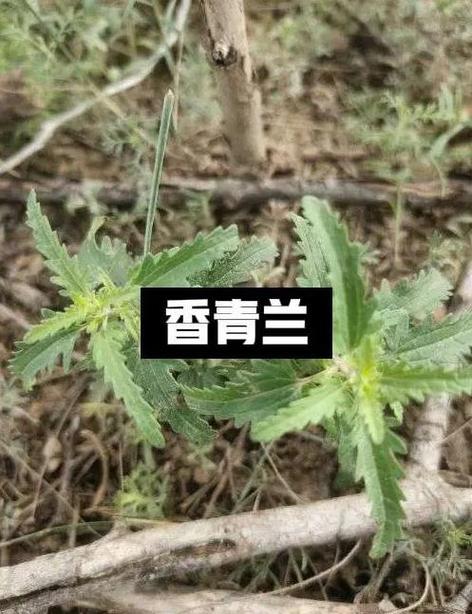 山薄荷图标
