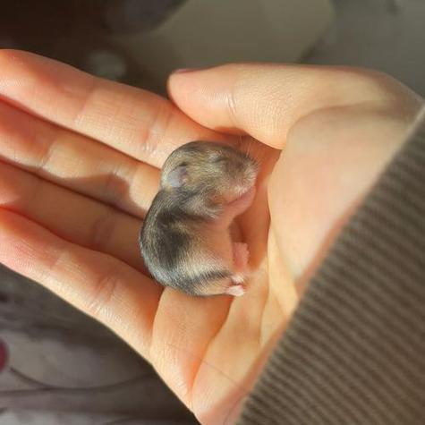 仓鼠吃巧克力多久会死截图