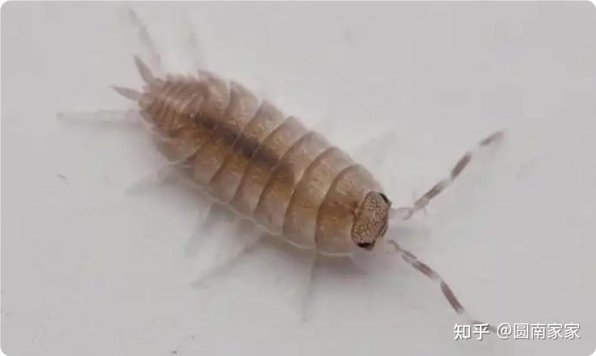 木床长虫了怎么消灭干净截图