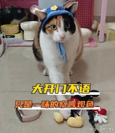 带猫咪出门用什么装图标