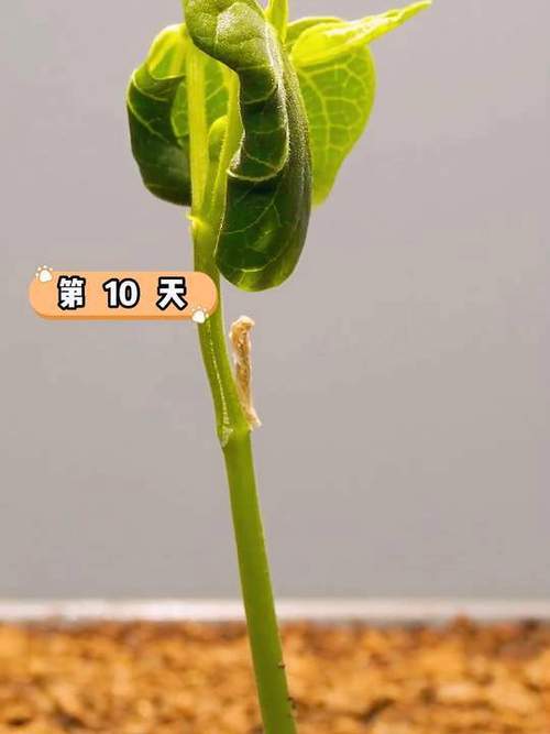 万能种子视频图标
