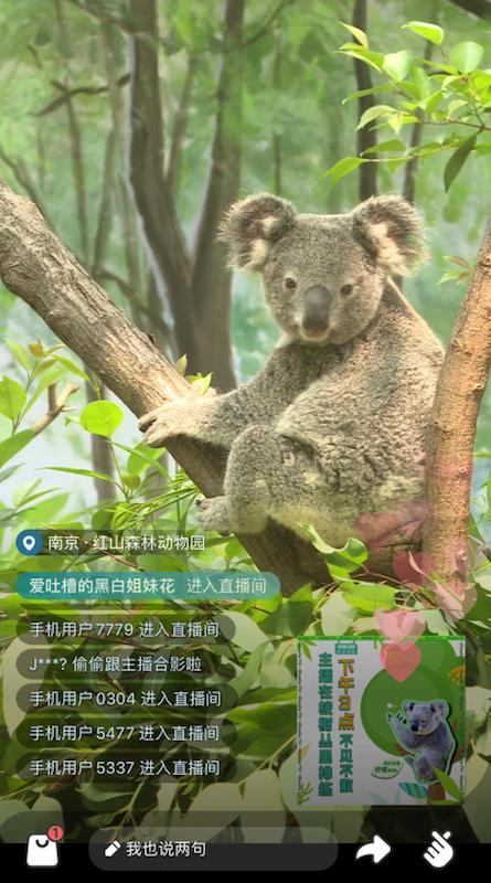 考拉直播图标