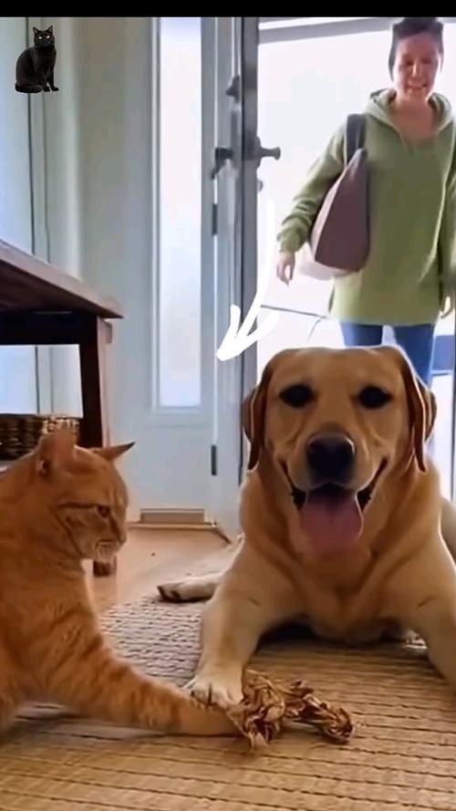 小猫小狗视频搞笑视频图标