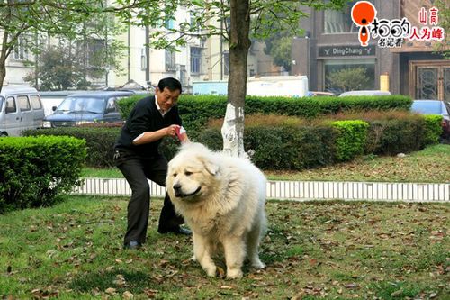 遛狗还是遛狗图标
