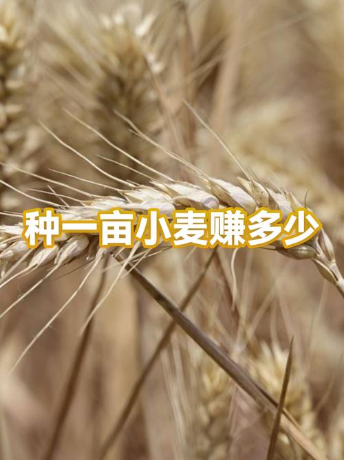 种一亩小麦的利润图标