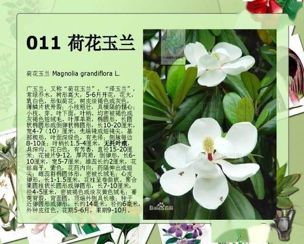 全植物图鉴图标