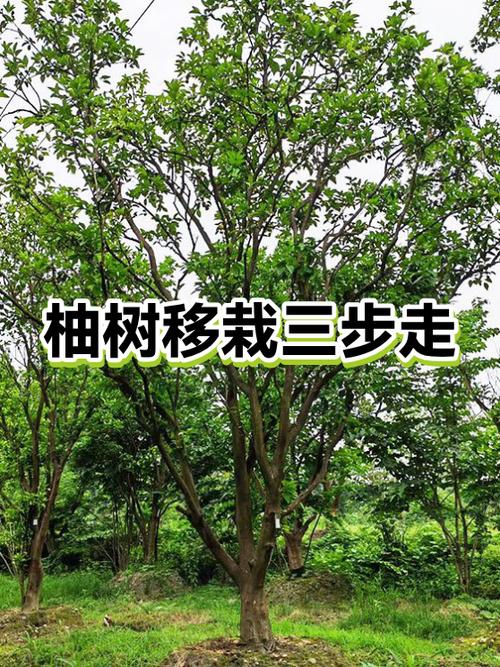 如何移栽柚子大树图标