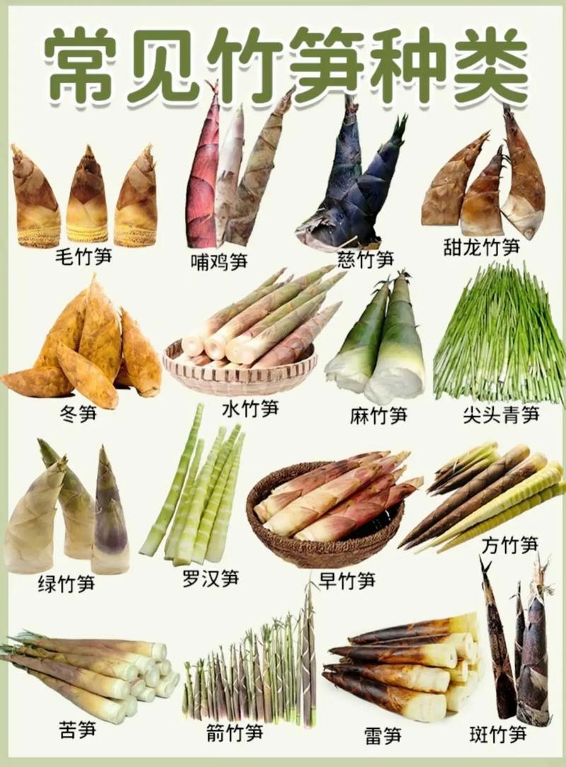 竹笋和毛笋有什么区别截图