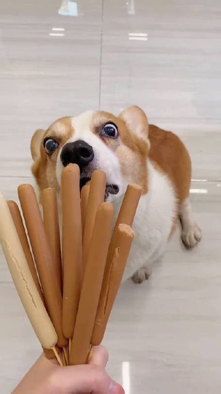 狗狗能吃烤肠吗图标