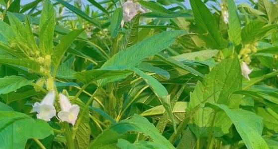 芝麻叶上的虫子图片图标