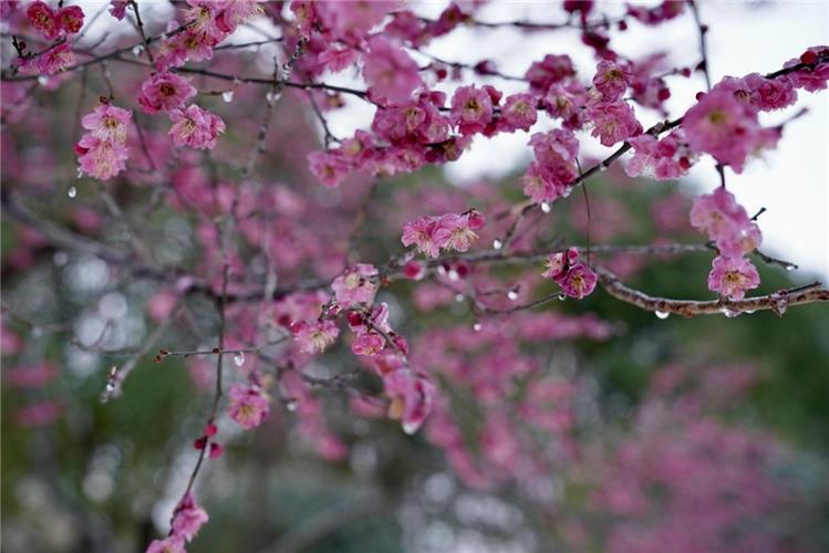 春报梅花喜迎青图标