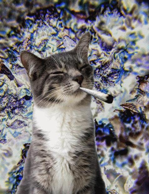 猫咪抽烟表情包图标
