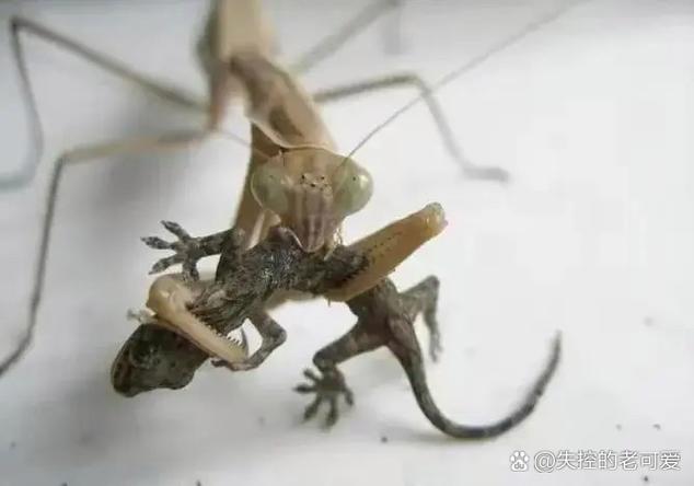 壁虎能打过螳螂吗图标
