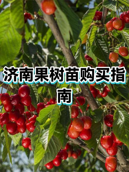 买果树苗哪里能买到正宗树苗图标