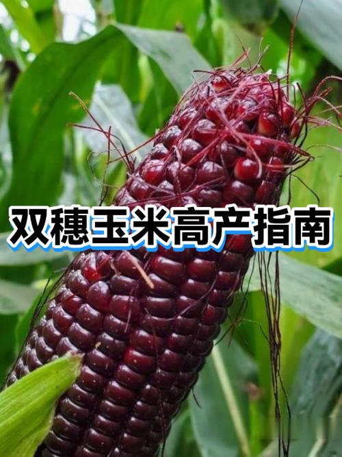 玉米2比空种植高产吗