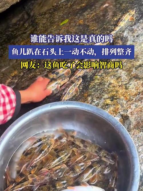 鱼趴着不动是什么原因截图