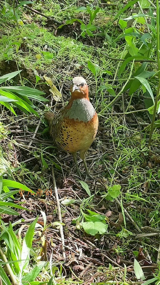 竹鸡母鸟叫声