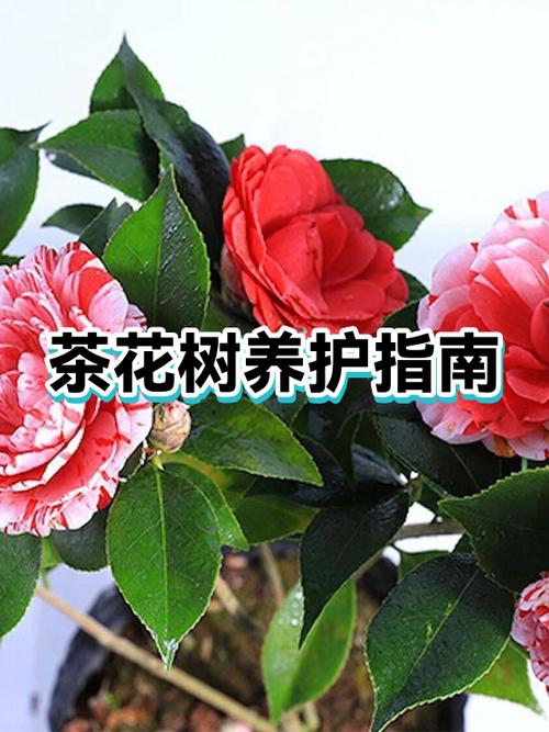 茶花浇水的正确方法