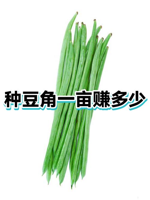 一亩大棚豆角利润图标