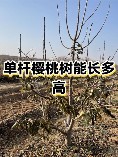 樱桃树和什么果树混栽图标