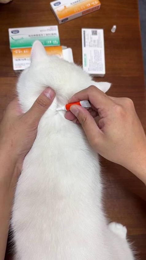 猫身上的病菌会传染给人吗图标