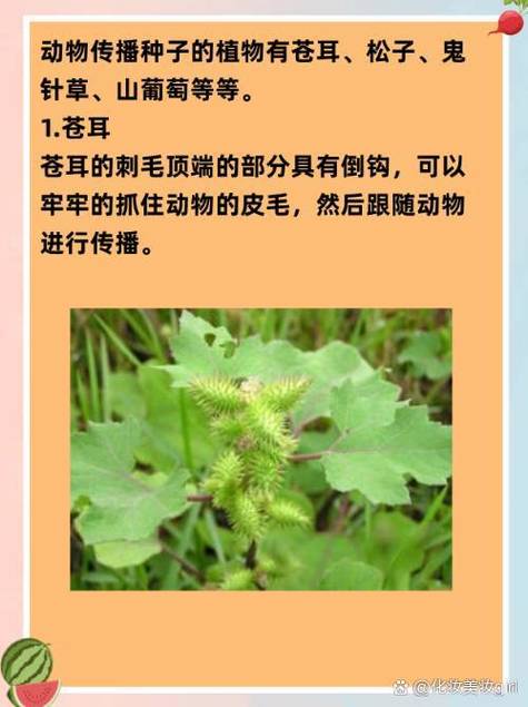 苍耳什么靠动物带图标
