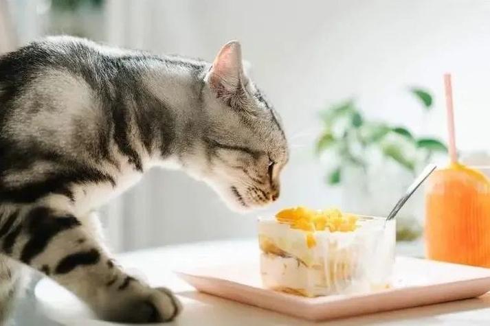养猫的十大禁忌图标