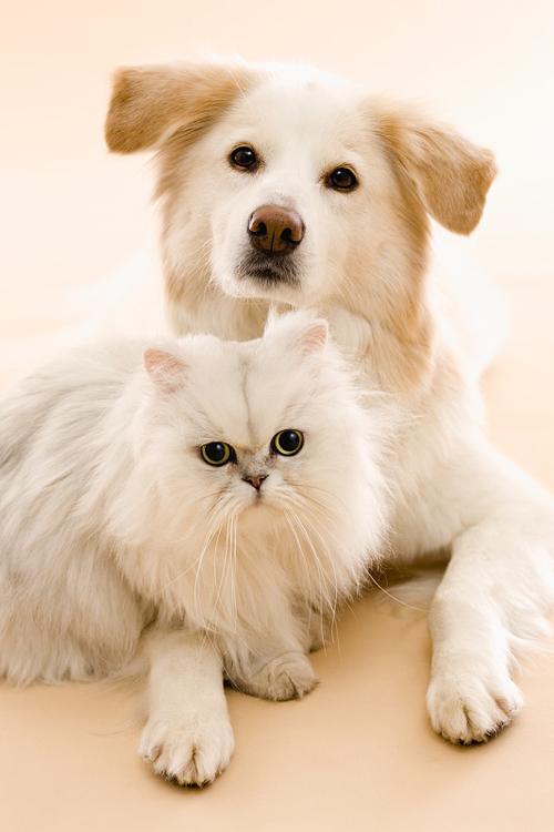 猫狗免费影院图标