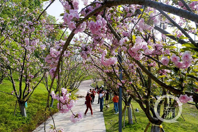 桃花公园图标