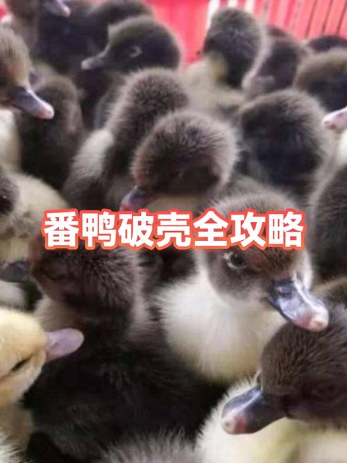 鸡蛋破壳的声音图标