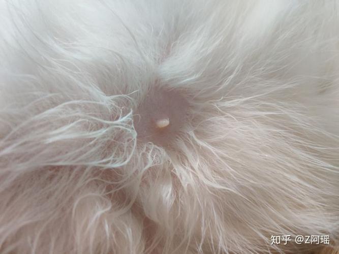 猫咪身上有小疙瘩图片图标