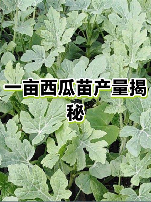 一亩西瓜利润多少图标