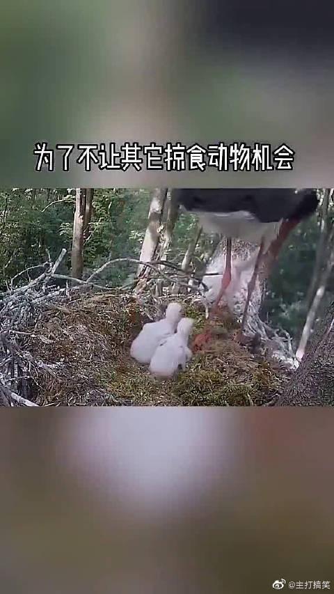幼鸟一直叫怎么办图标