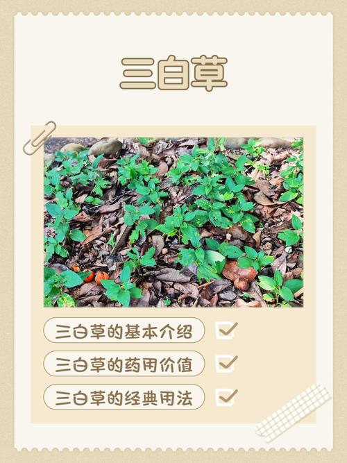 草药学300了怎么办图标