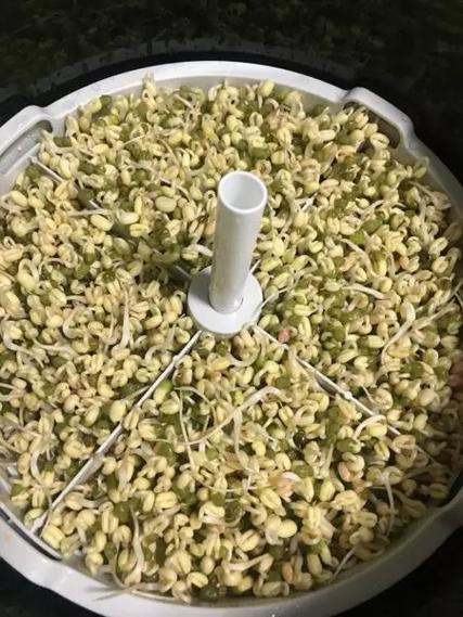 豆芽机发豆芽的做法图标