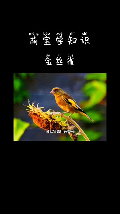 雀的意思和什么有关截图