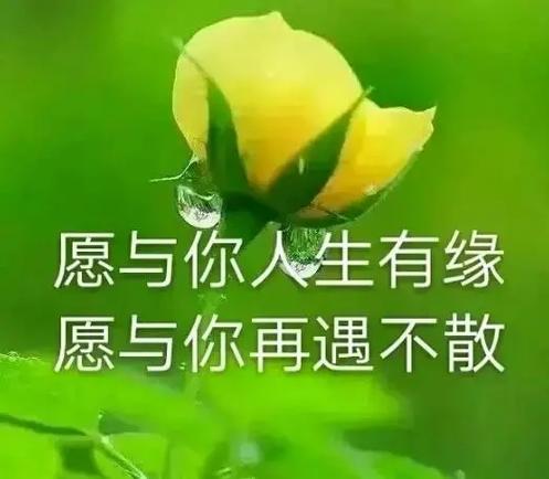 你是我最美的缘图标