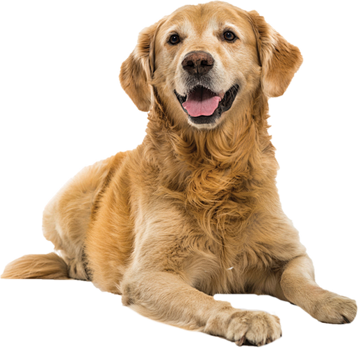 Dog dog dog图标