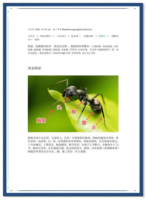 我的世界出蚂蚁世界样子截图