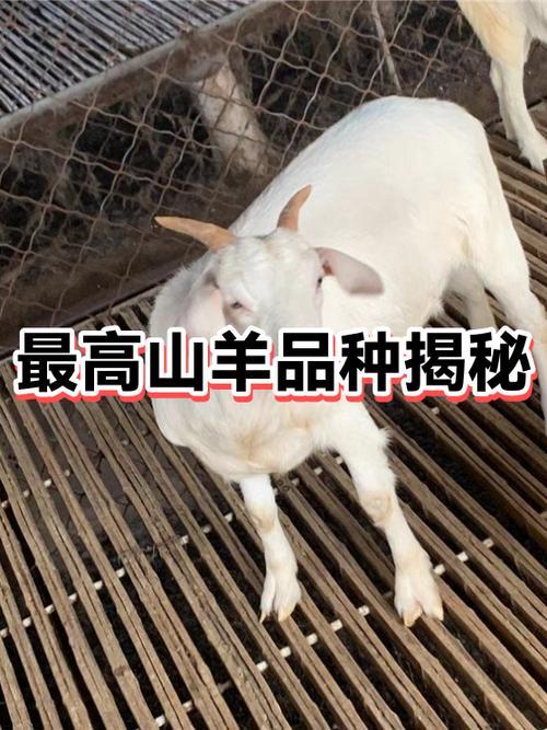 十大巨型山羊品种大全图标