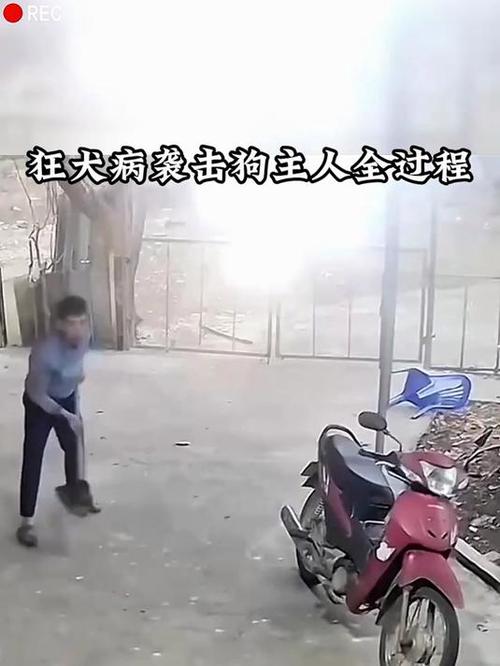狂犬病的狗会疯狂跑吗图标